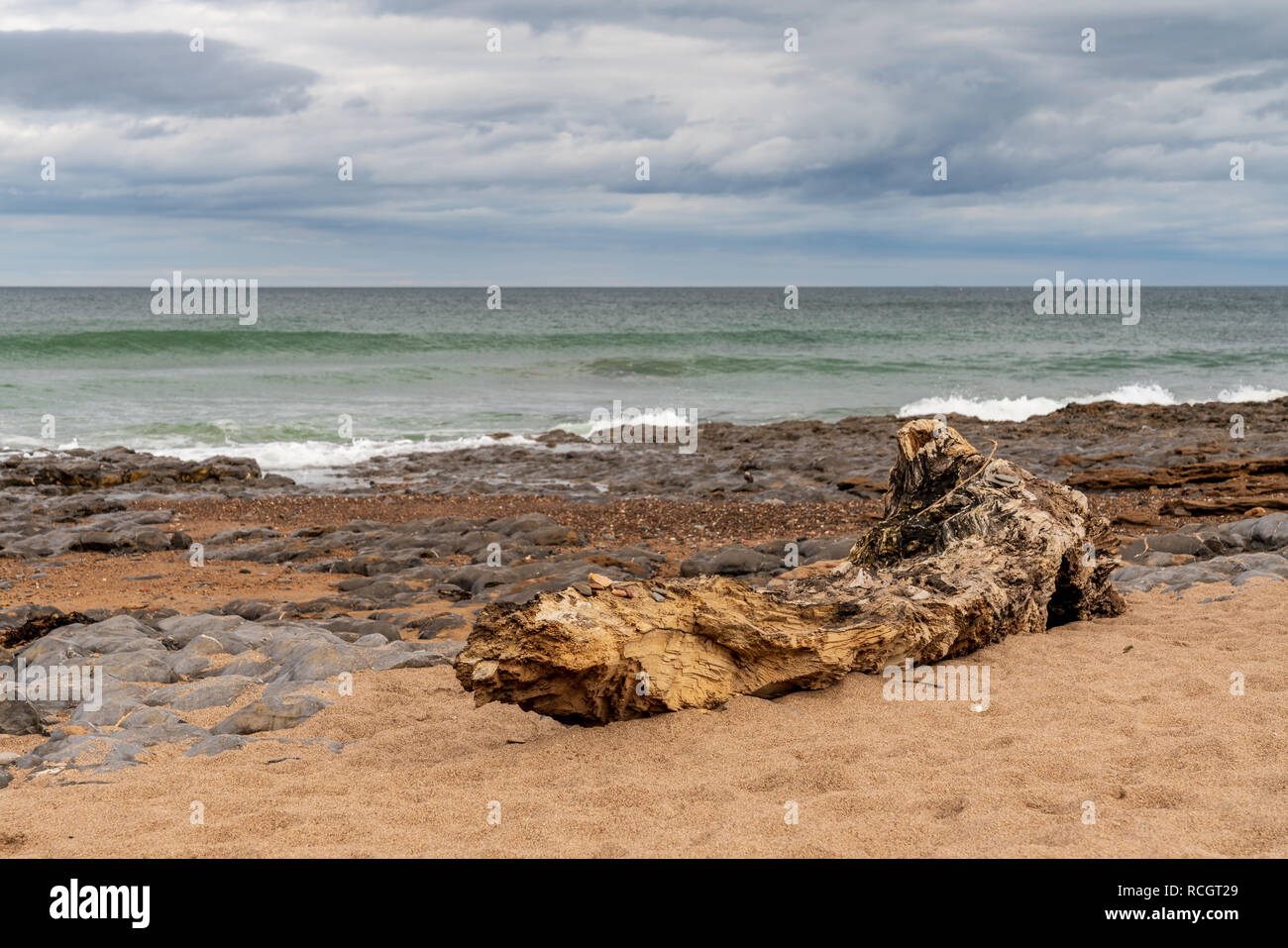 A tree trunk under a dramatic sky at Cocklawburn Beach near Berwick ...