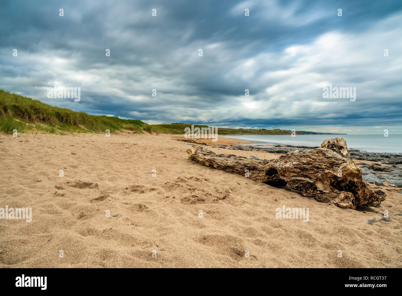 A tree trunk under a dramatic sky at Cocklawburn Beach near Berwick ...