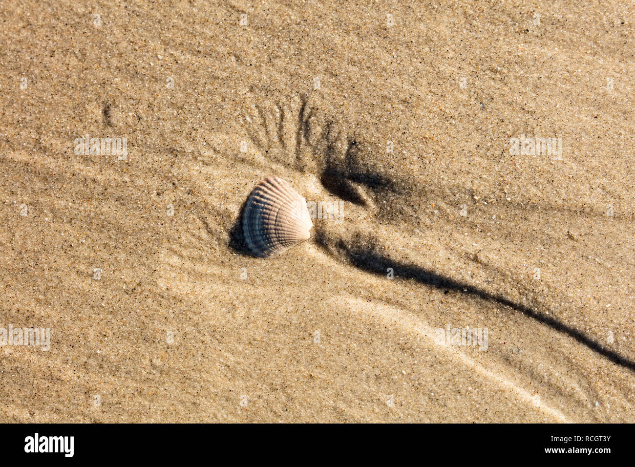 Shell in sand. North Sea beach. Vlieland. The Netherlands Stock Photo ...