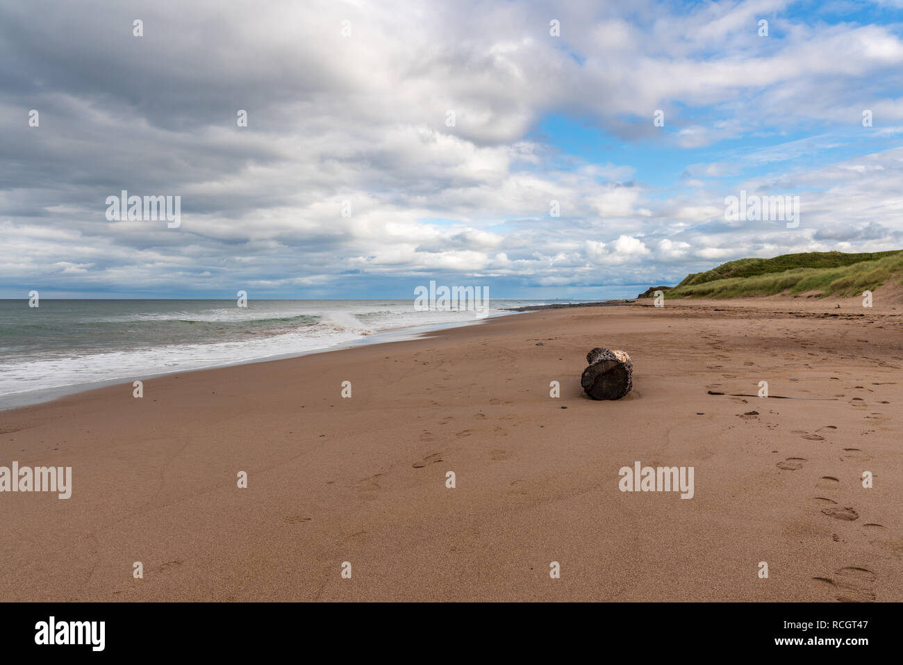A tree trunk under a dramatic sky at Cocklawburn Beach near Berwick ...