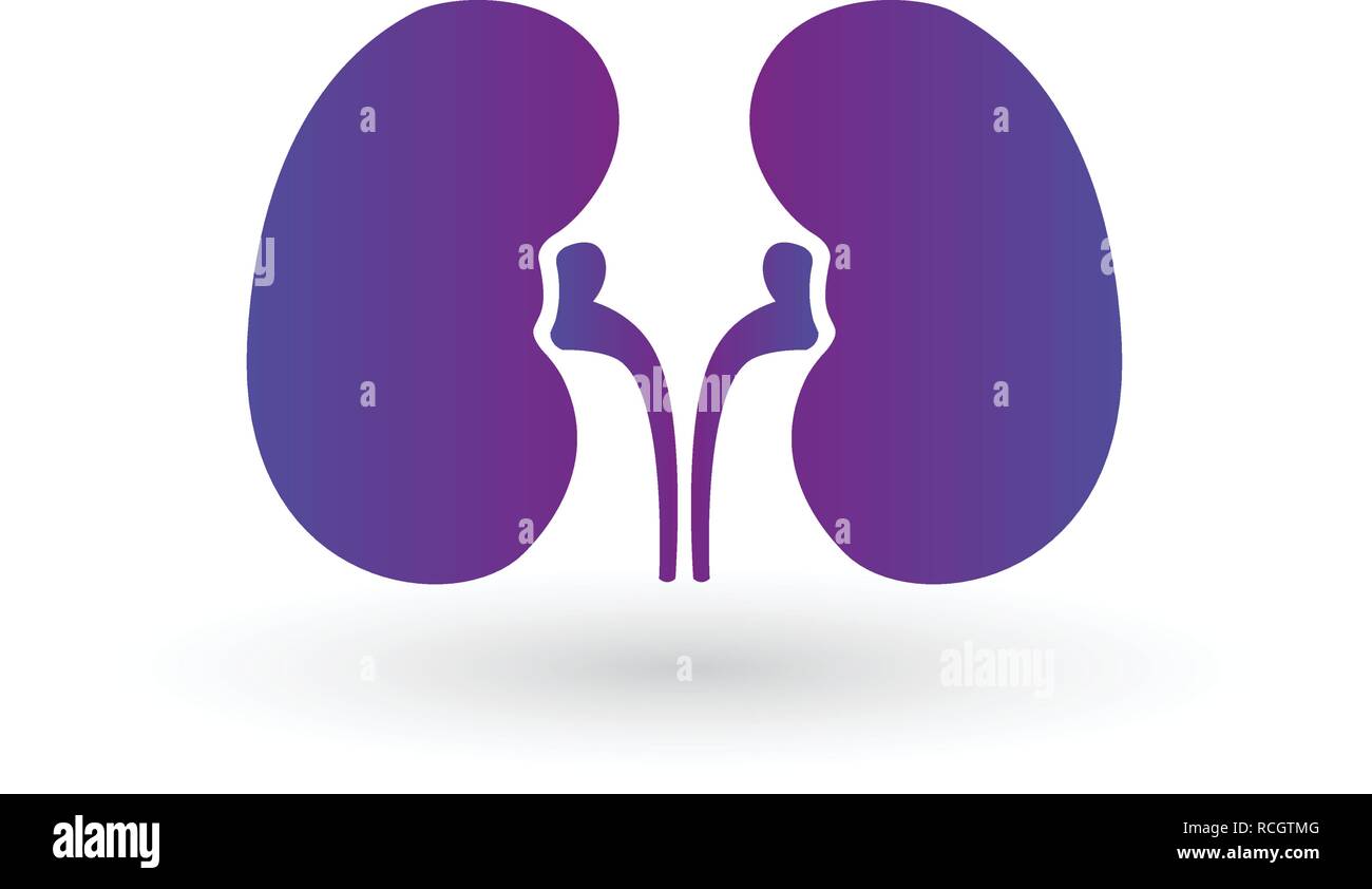 Simple kidneys purple gradient icon. Symbol and sign vector ...