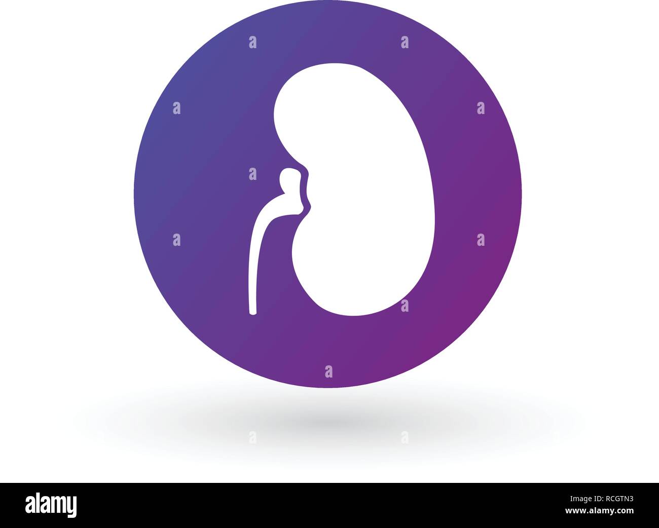 Simple kidneys purple gradient icon in circle. Symbol and sign vector illustration Isolated on ...