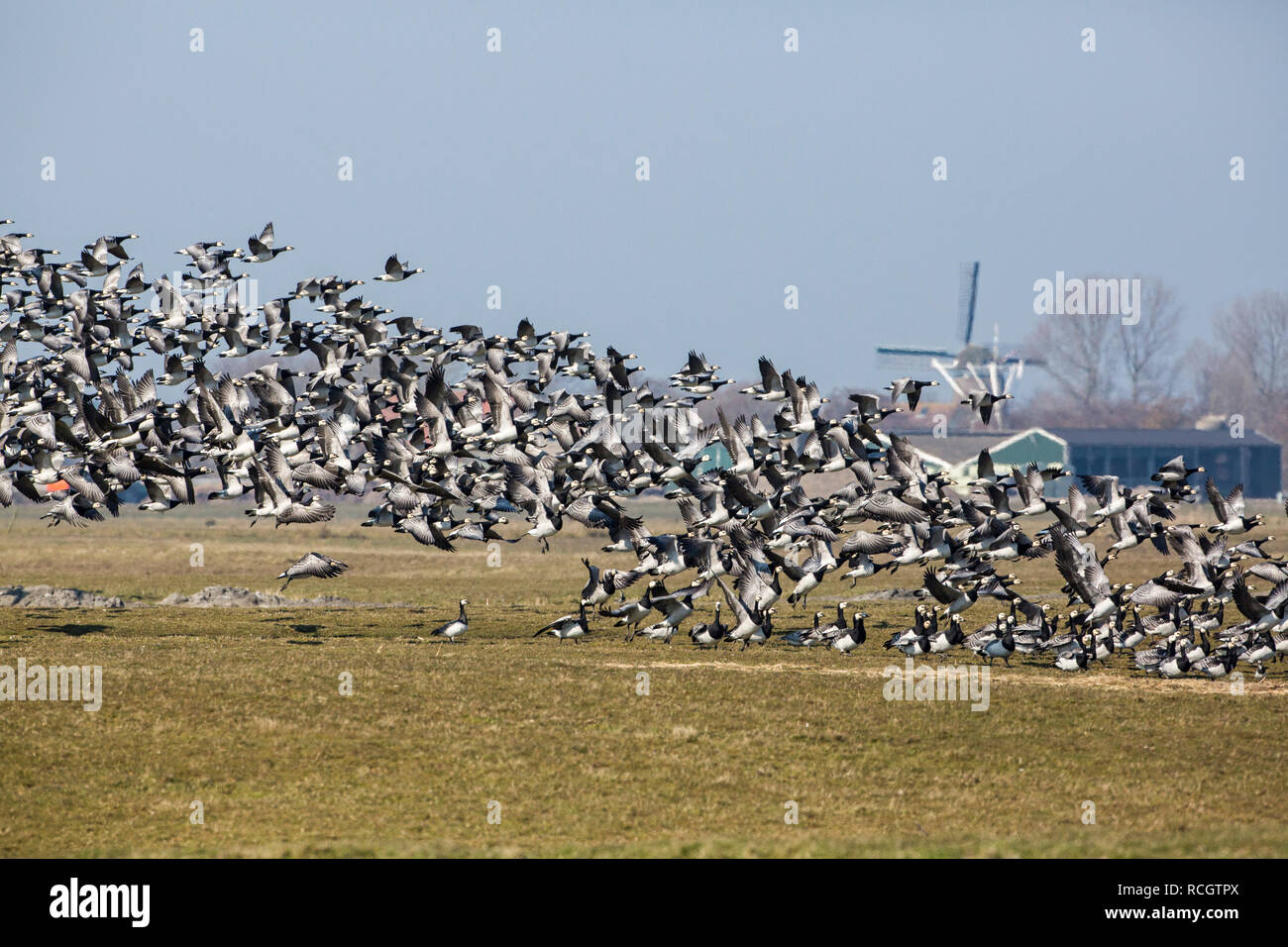 Barnacle Geese (Branta leucopsis) flying. Wadden Sea. UNESCO World ...