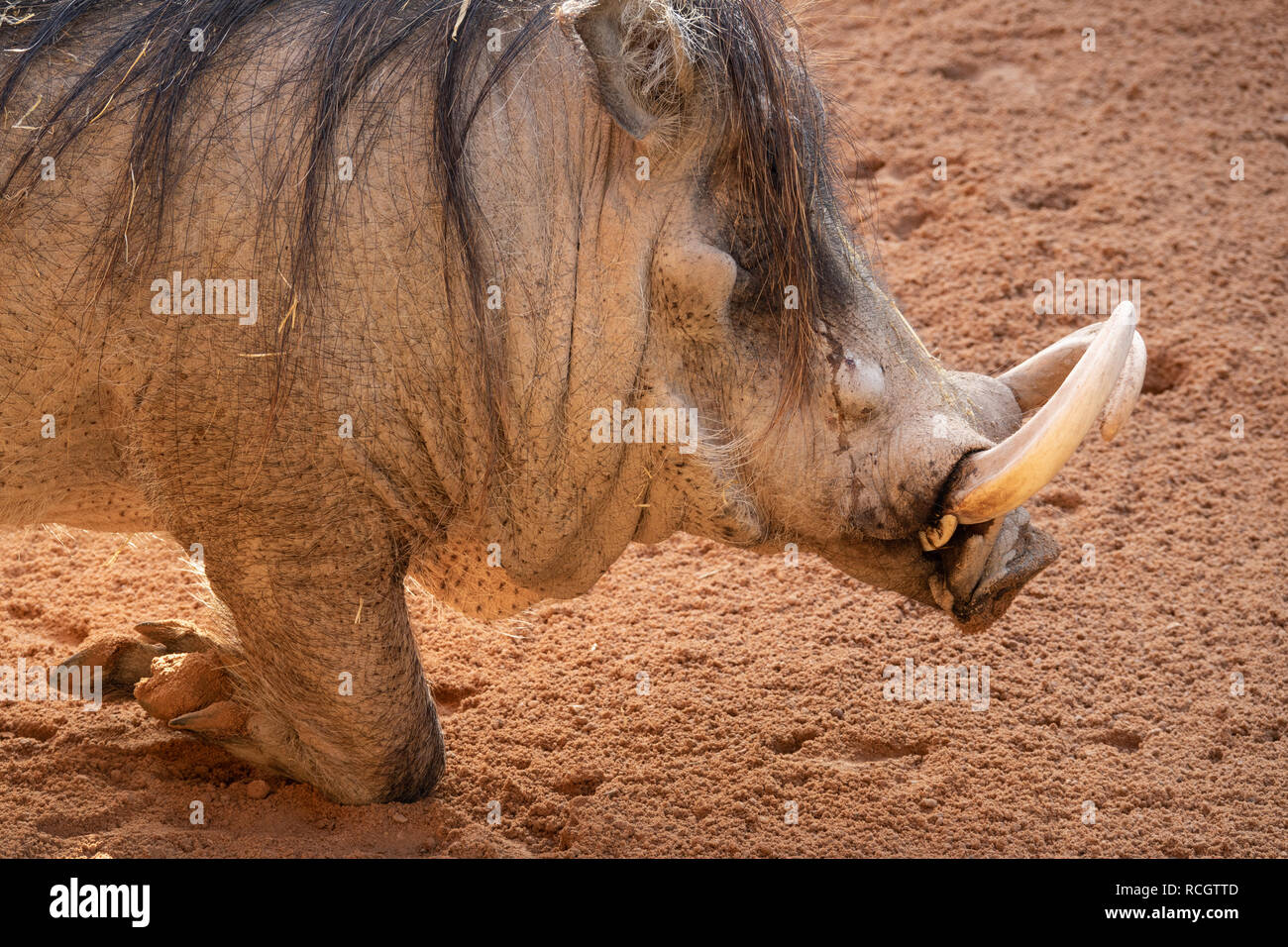 Warthog profile hi-res stock photography and images - Alamy