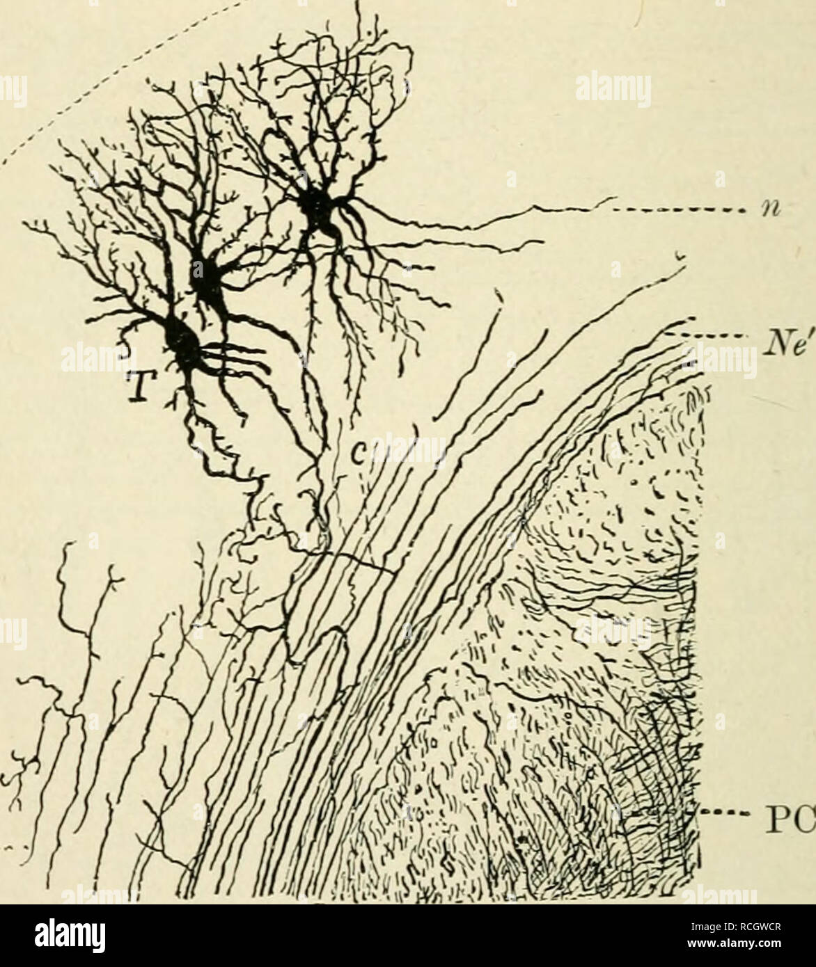 . Elements of histology. Histology. 242 Elements of Histology ...