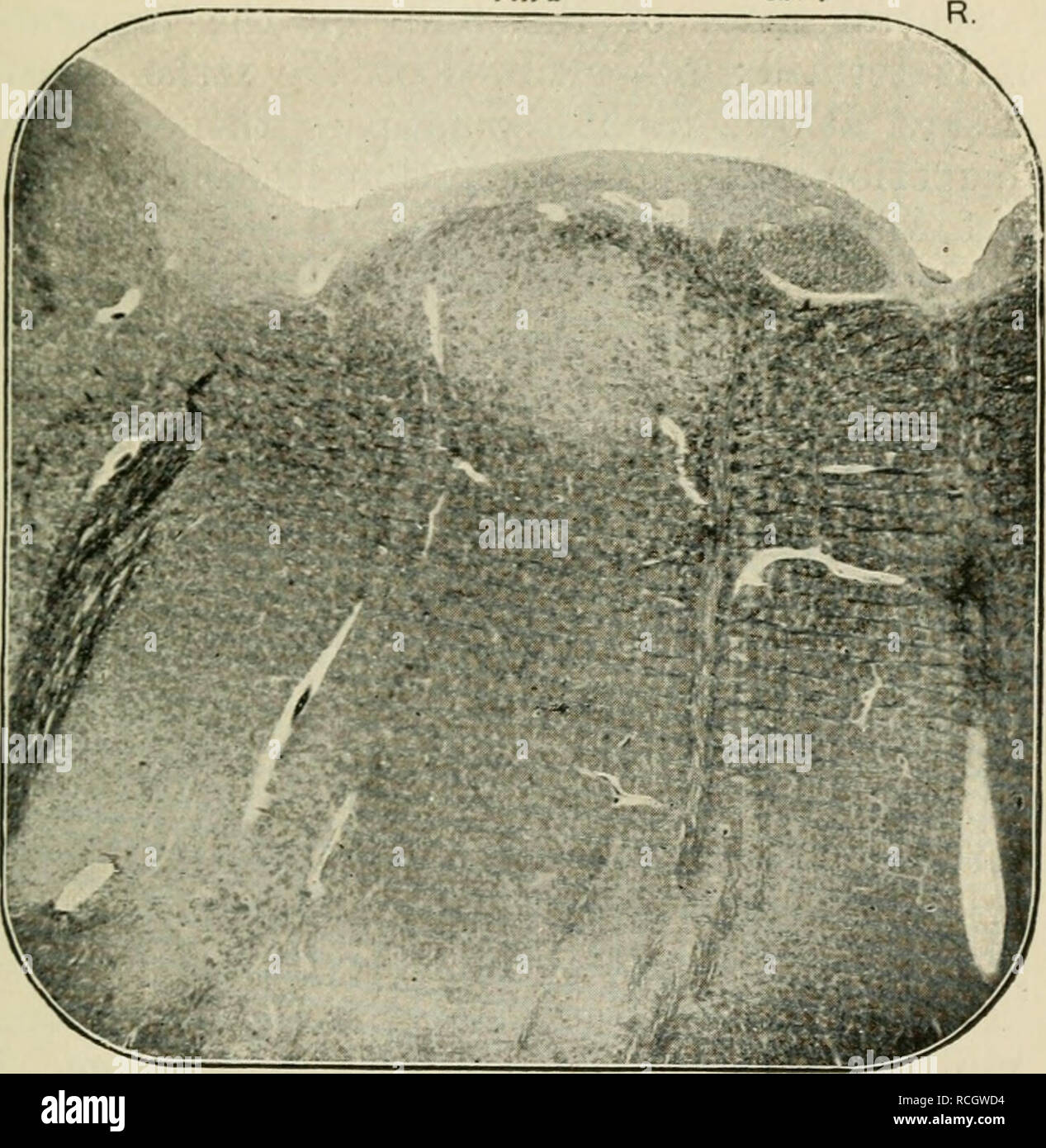 . Elements of histology. Histology. Med ulla Oblonga ta . 221 the ...