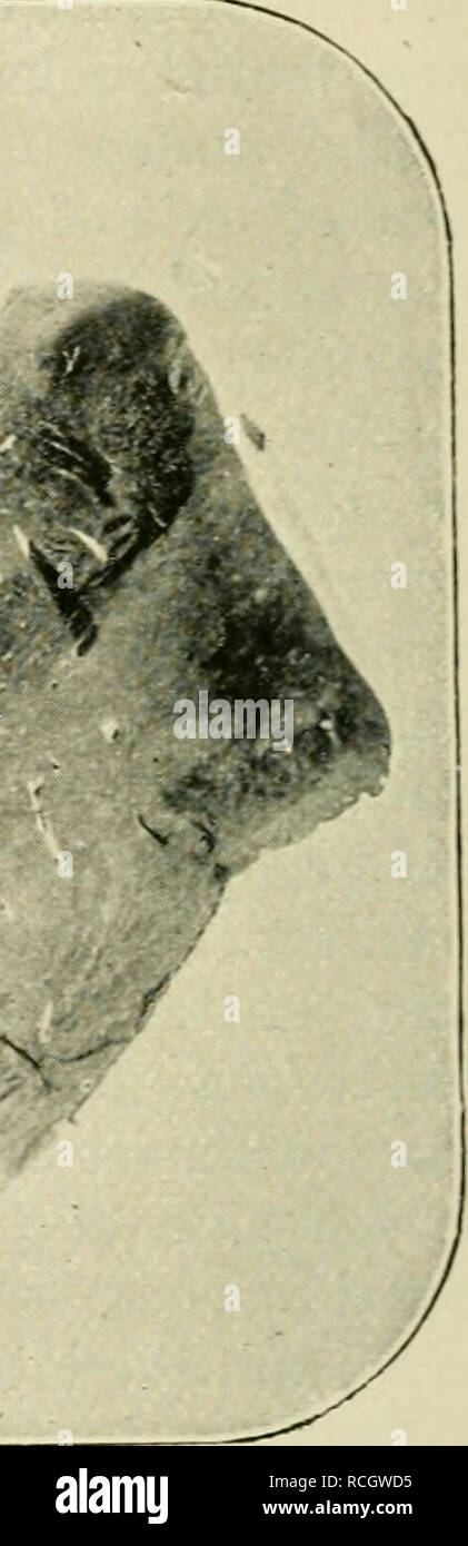 . Elements of histology. Histology. '^m. FiK. 144. -.•Section through ...