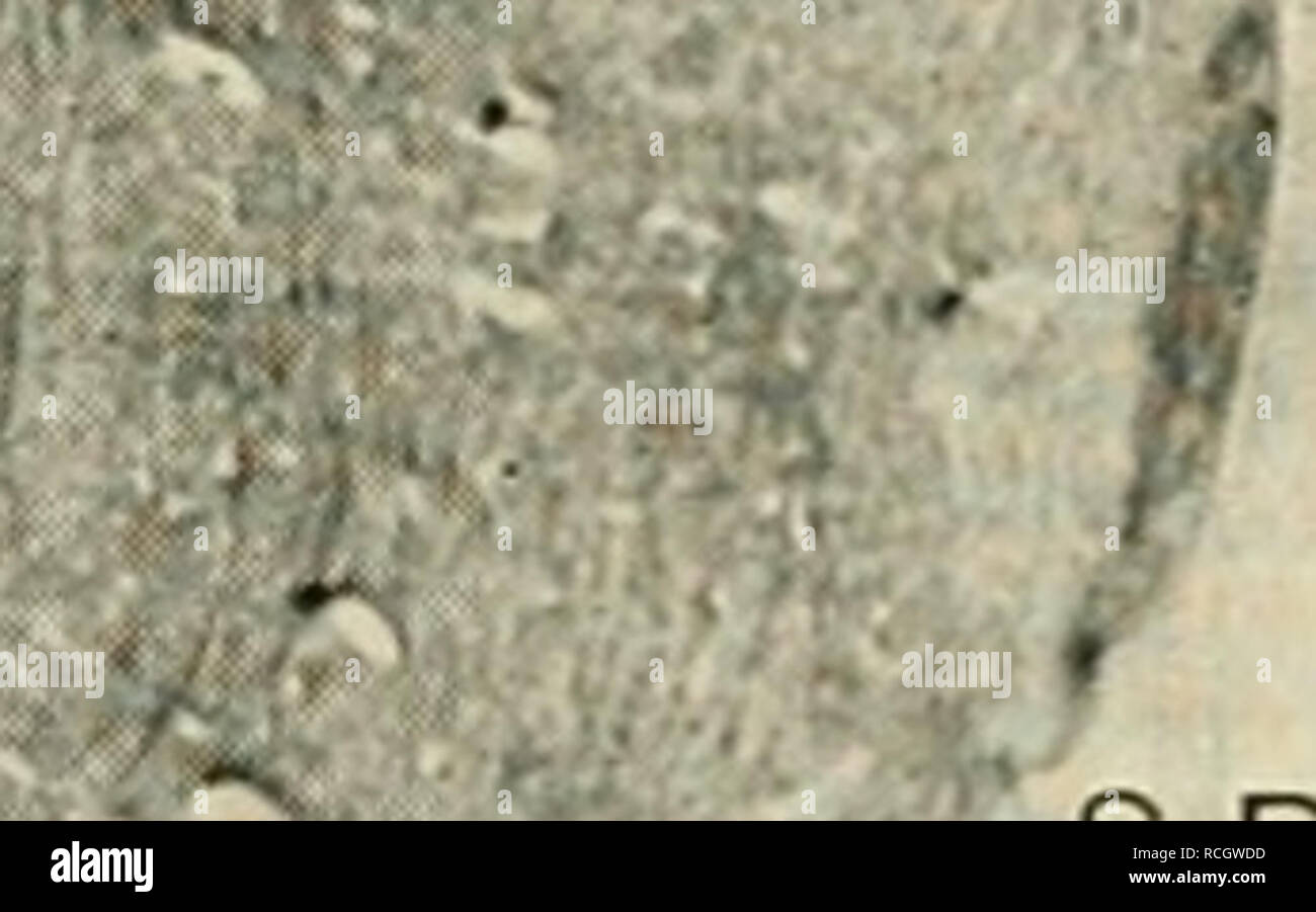 . Elements of histology. Histology. •c.c. S D. M. A.F. Fig. 140 ...