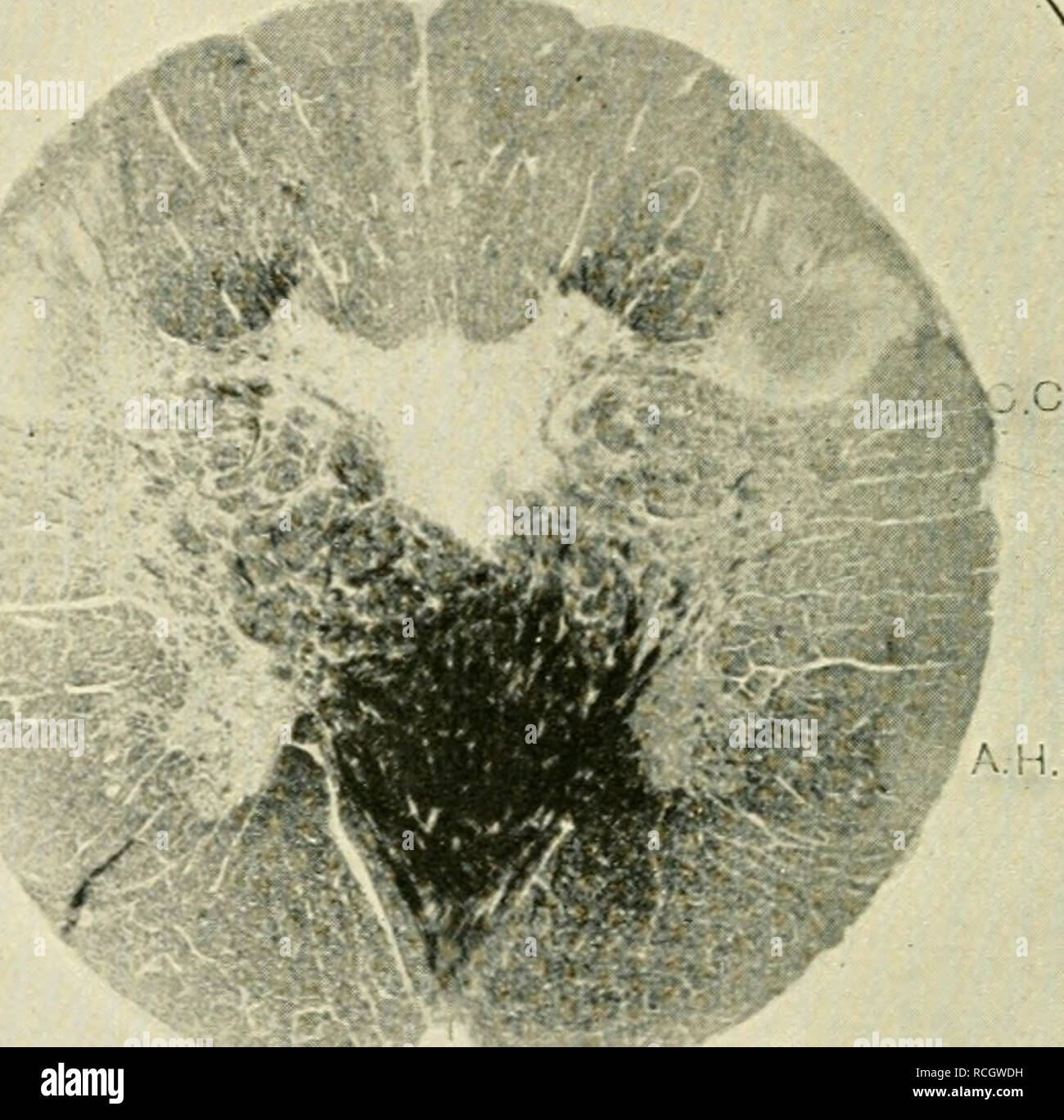 . Elements of histology. Histology. 204 Elements of Histology. 186. It ...