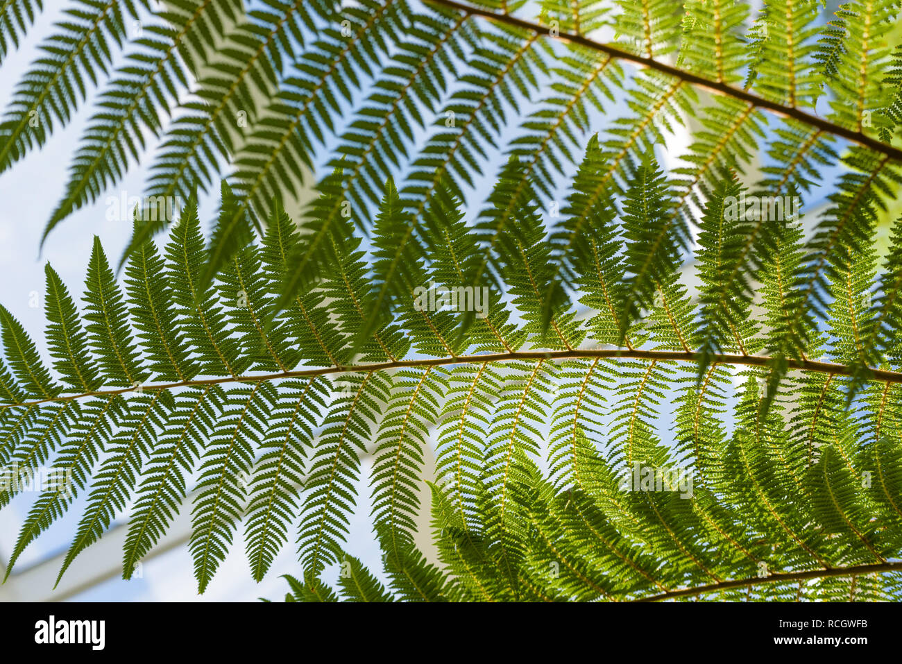 Fern leaves and branches Stock Photo - Alamy
