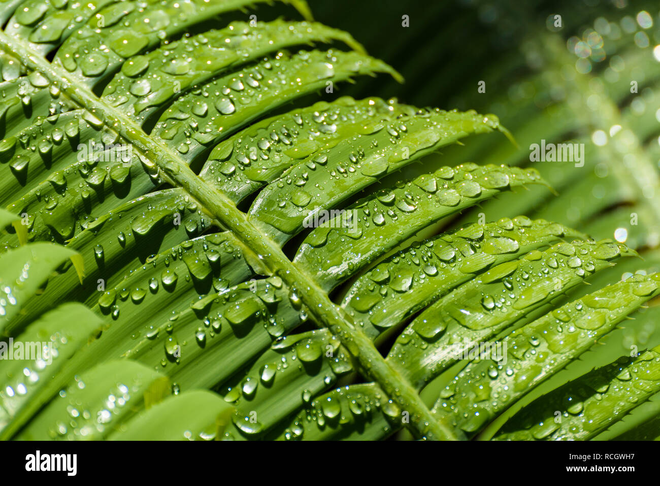 Water drops on green fern leaves. Morning dew on plant branches ...