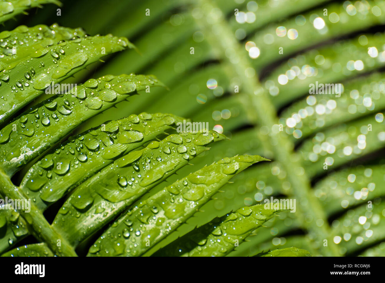 Water drops on green fern leaves. Morning dew on plant branches ...