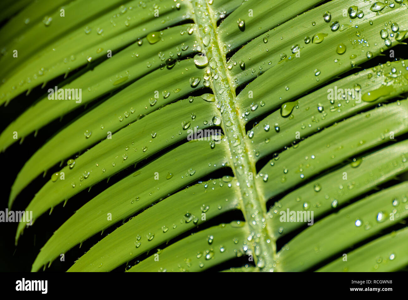 Water drops on green fern leaves. Morning dew on plant branches ...