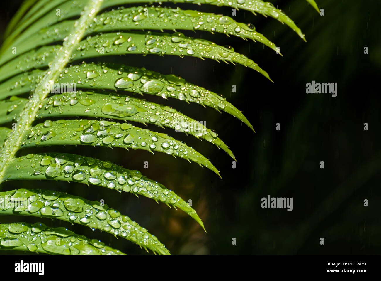 Water drops on green fern leaves. Morning dew on plant branches ...