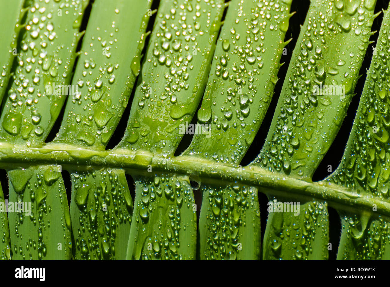 Water drops on green fern leaves. Morning dew on plant branches ...