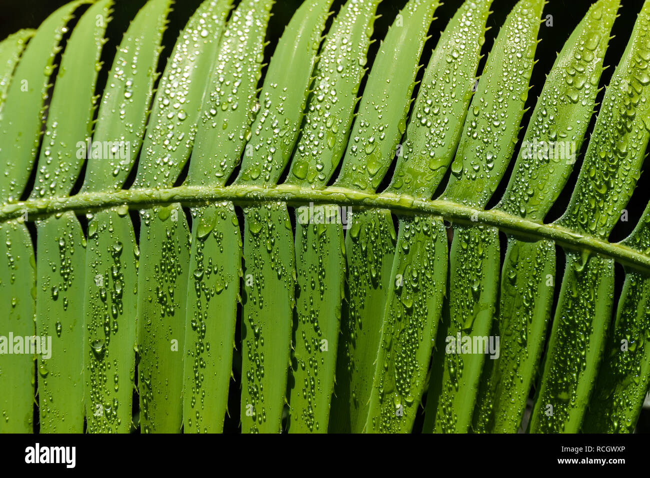 Water drops on green fern leaves. Morning dew on plant branches ...