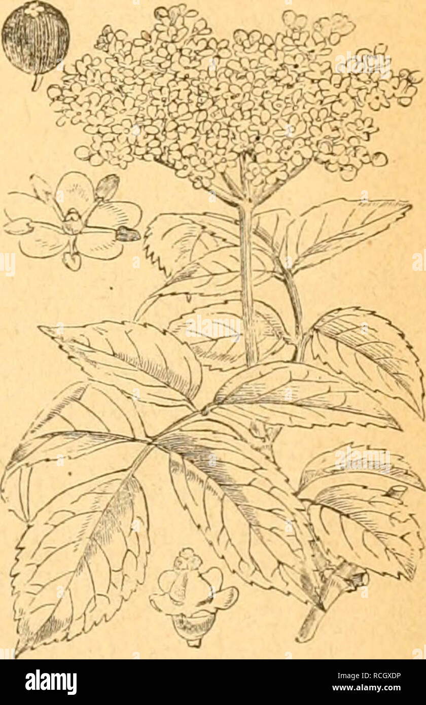 Medizinal pflanzen hi-res stock photography and images - Alamy