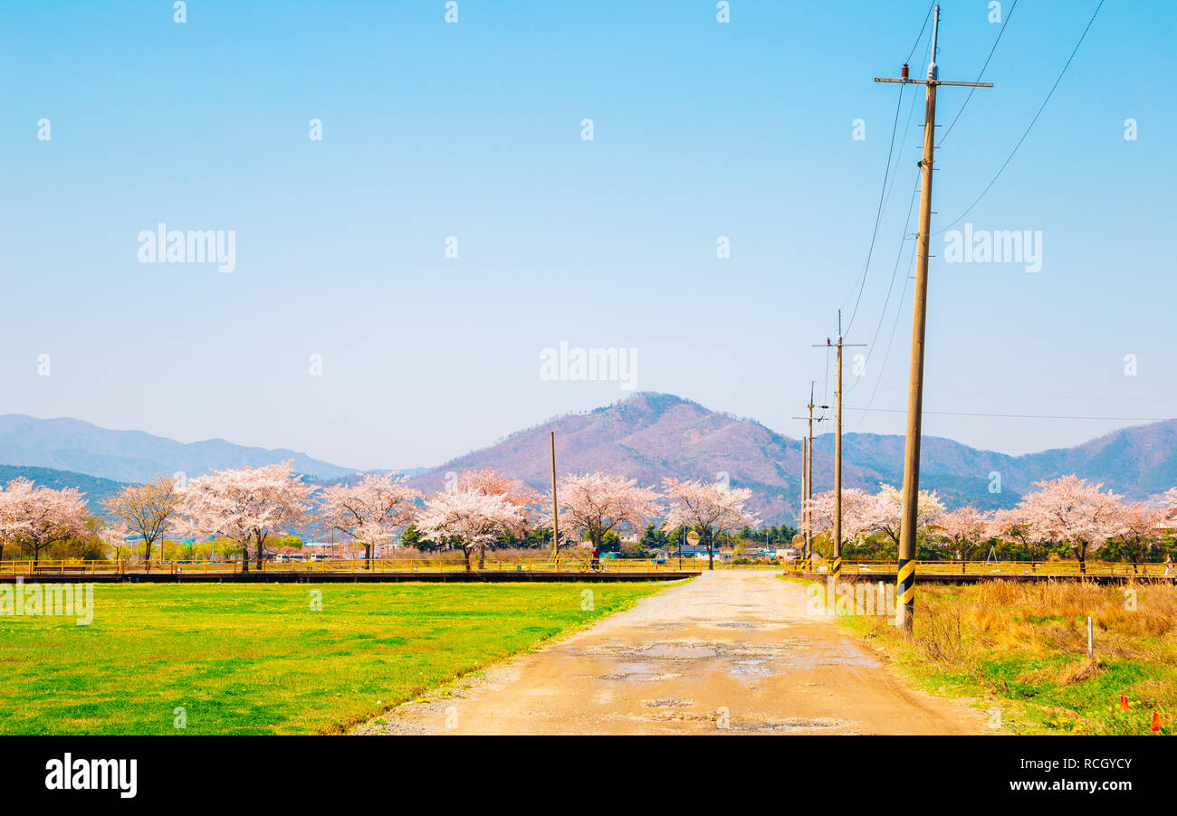 Spring pink cherry blossoms road in Gyeongju, Korea Stock Photo - Alamy
