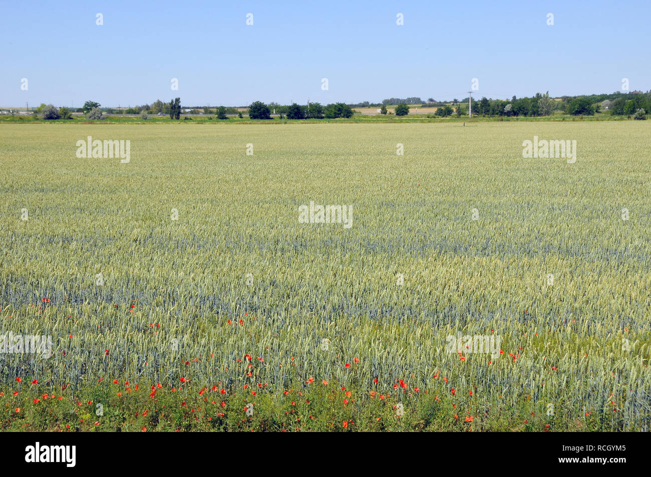 Common wheat, bread wheat, Weichweizen, Brotweizen, Saat-Weizen ...