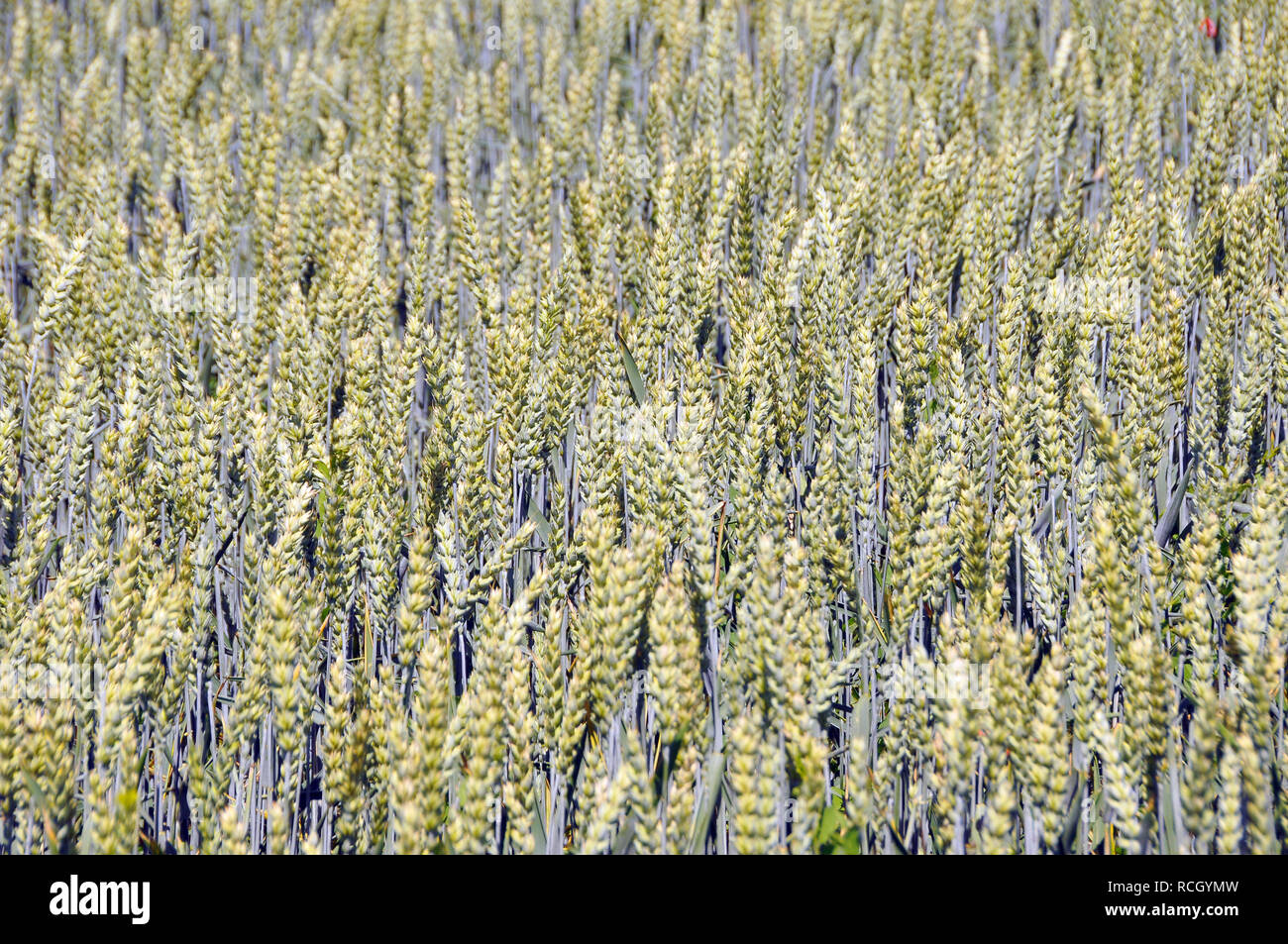 Common wheat, bread wheat, Weichweizen, Brotweizen, Saat-Weizen ...