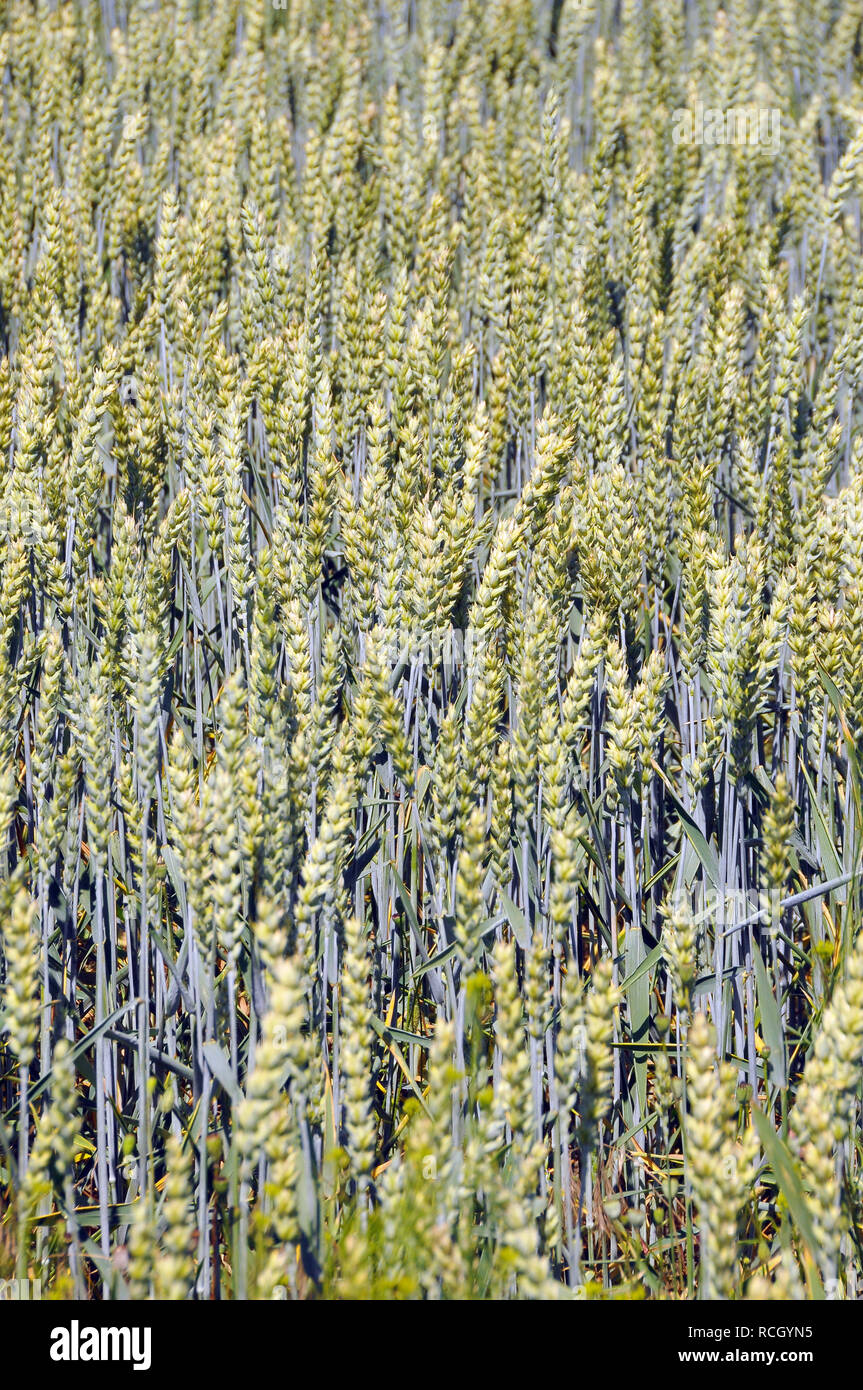 Common wheat, bread wheat, Weichweizen, Brotweizen, Saat-Weizen ...