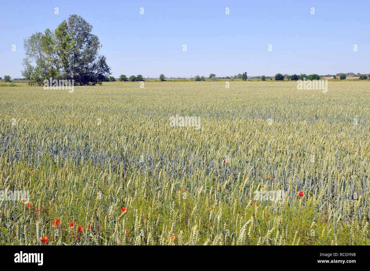 Common wheat, bread wheat, Weichweizen, Brotweizen, Saat-Weizen ...