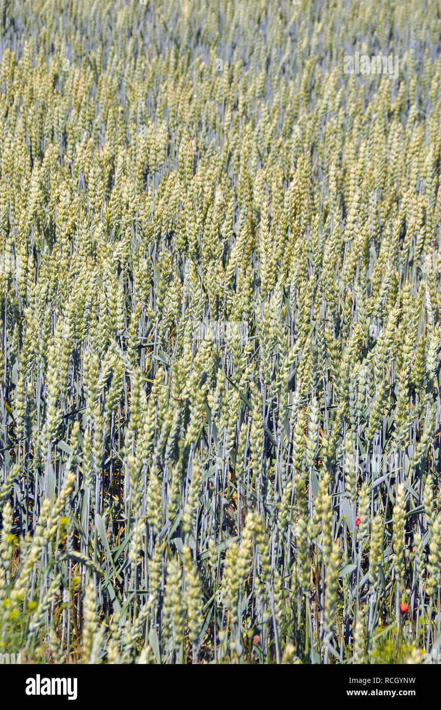 Common wheat, bread wheat, Weichweizen, Brotweizen, Saat-Weizen ...