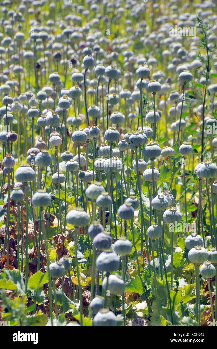 opium poppy or breadseed poppy, Schlafmohn, kerti mák, Papaver ...