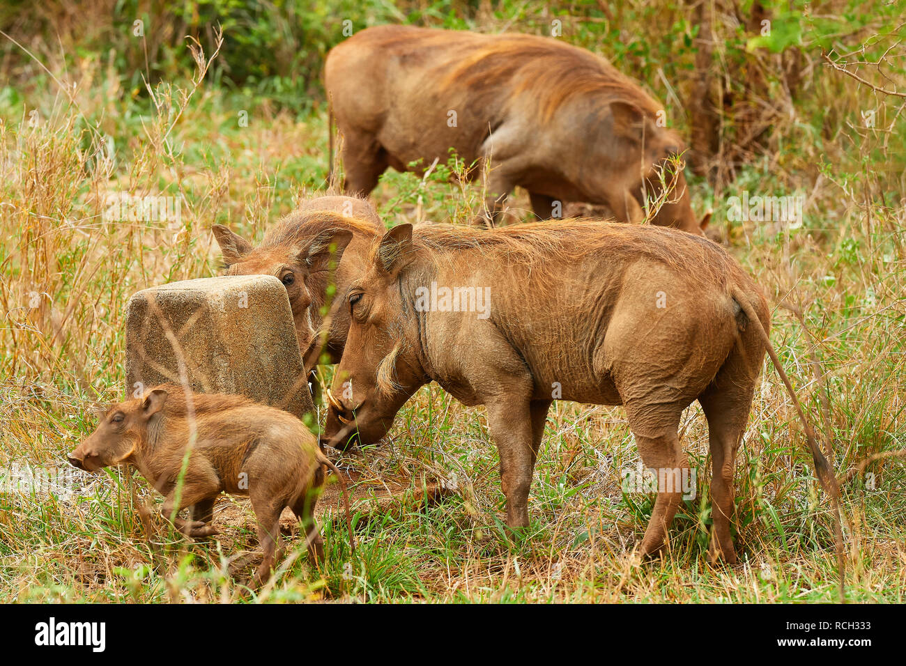 Warthog family in Kruger National Park Stock Photo - Alamy