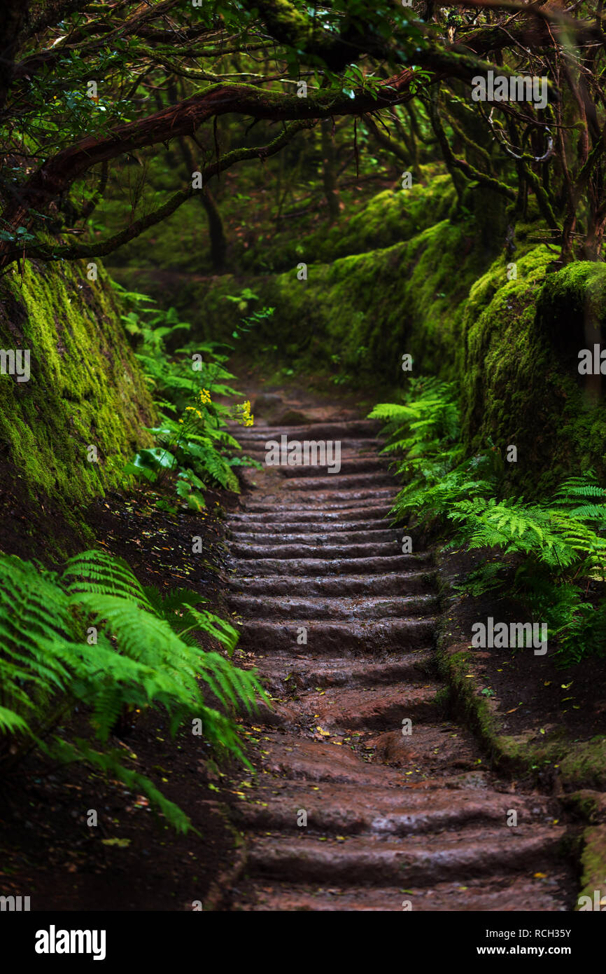 Path in Anaga Rainforest on Tenerife island, Spain Stock Photo - Alamy