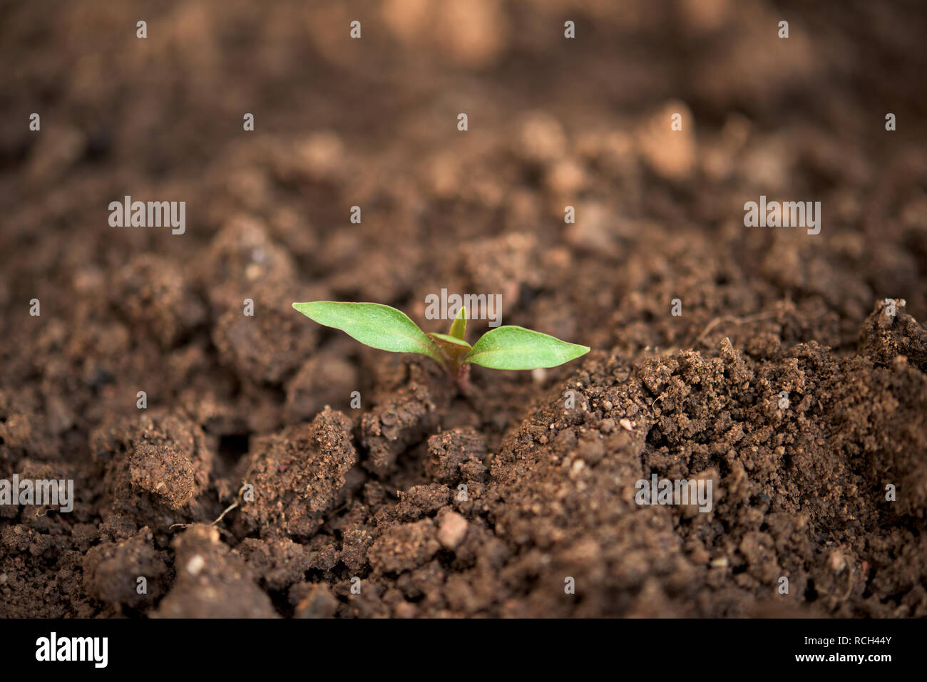 New leaf born forest hi-res stock photography and images - Alamy