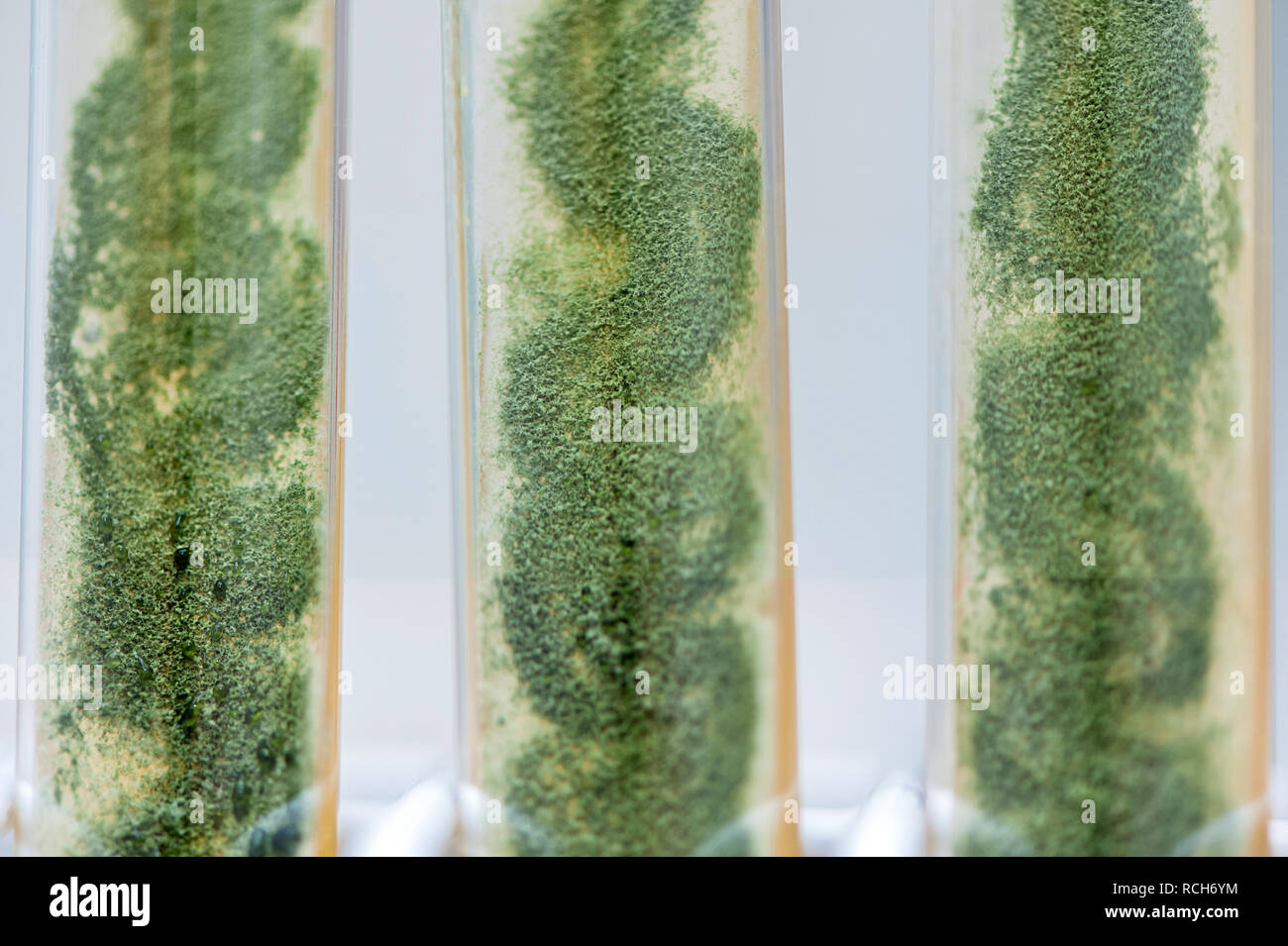 trichoderma mold in agar slant tubes Stock Photo - Alamy