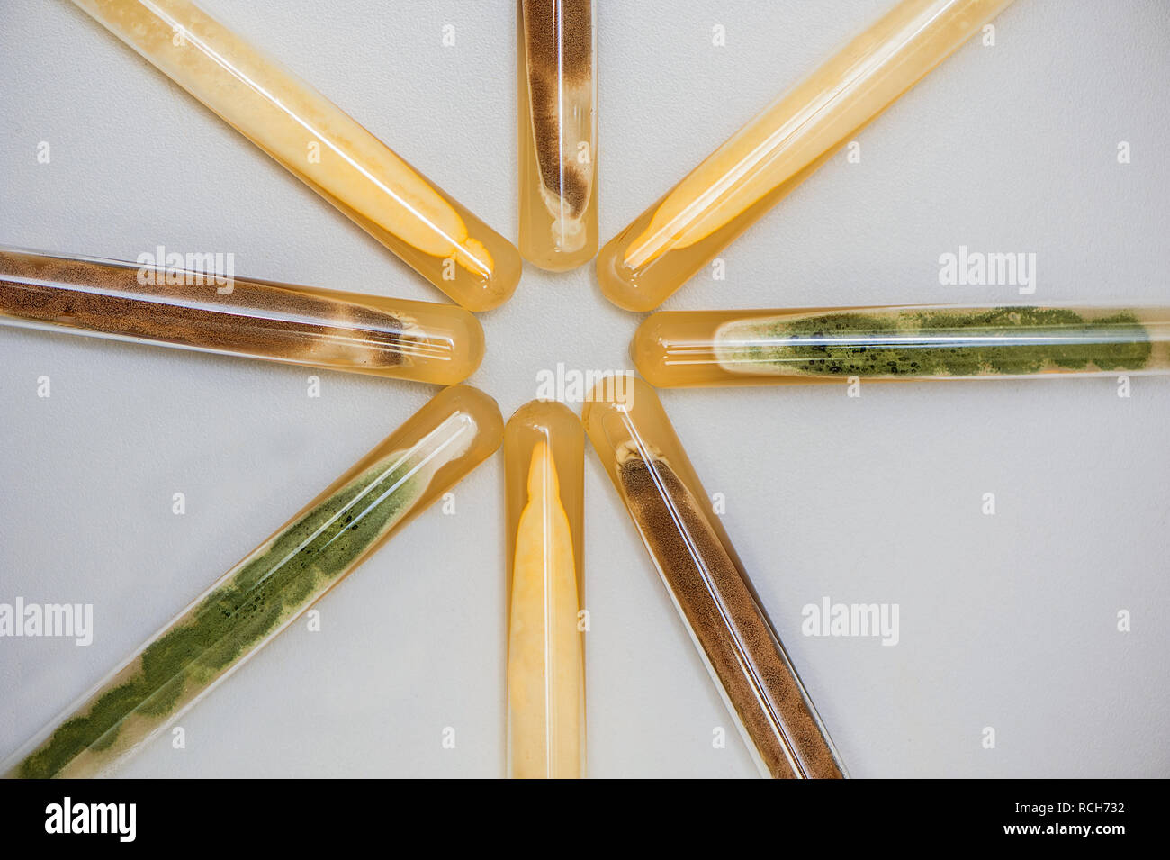 mold culture slant tubes on laboratory table Stock Photo - Alamy