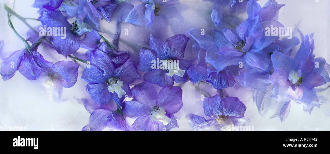 Flowers of delphinium frozen in ice, art winter background Stock Photo ...