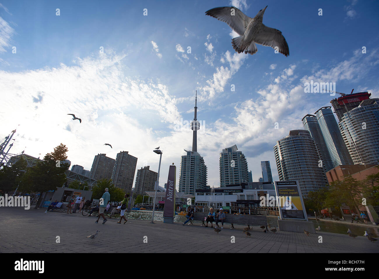 Amazing landscape of the skyline of Toronto in Canada with its high ...