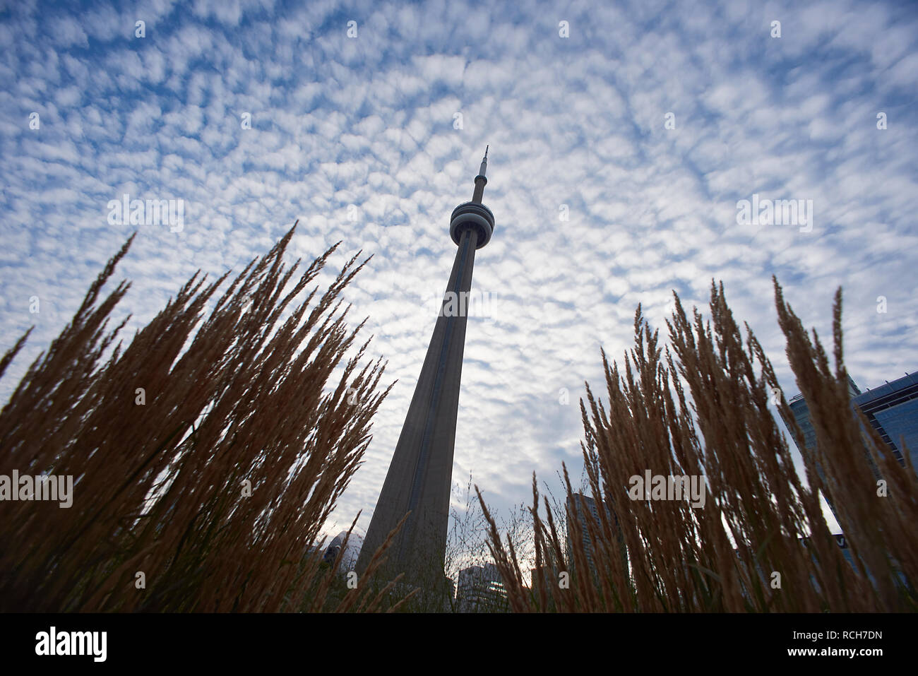 Low angle shot of the amazing CN Tower in the city centre of Toronto ...