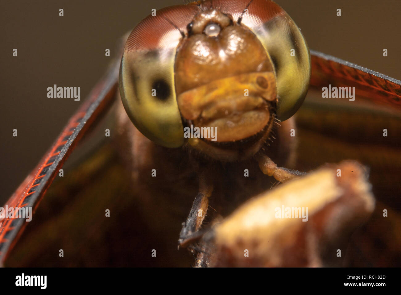 Headshot of an Indonesian Red winged Dragonfly - Neurothemis terminata ...