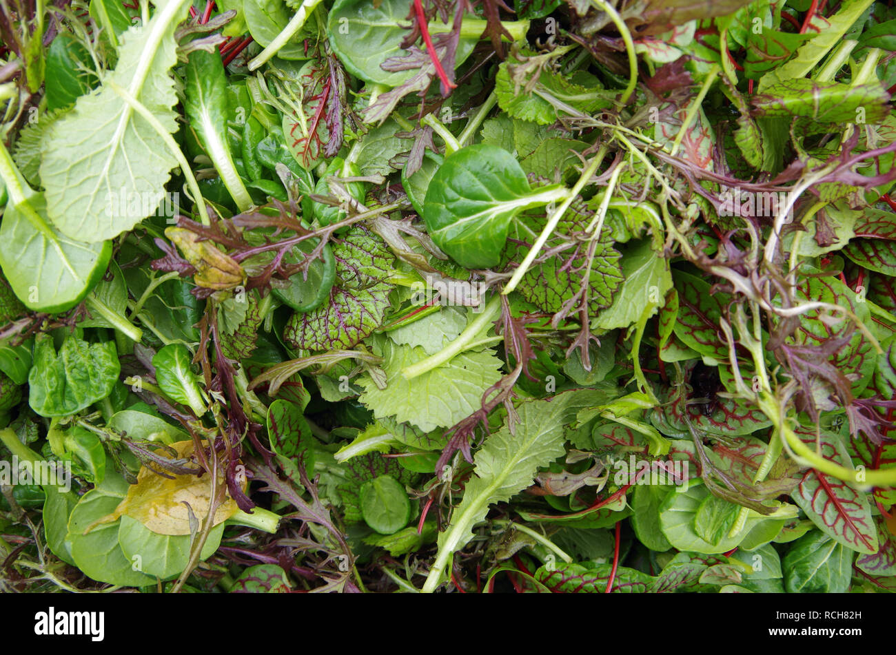 Mixed salad greens hi-res stock photography and images - Alamy