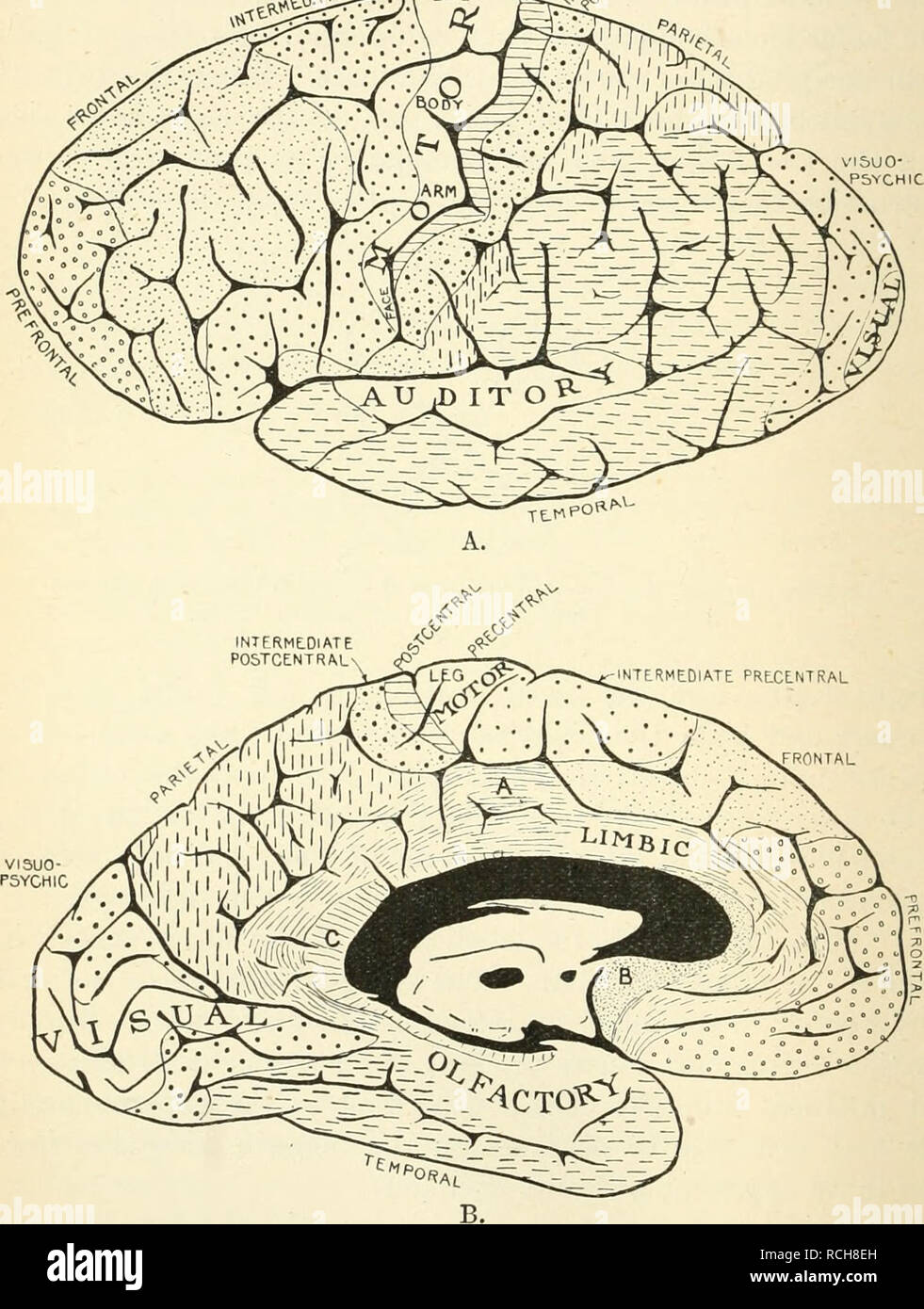 Cornu ammonis hi-res stock photography and images - Alamy