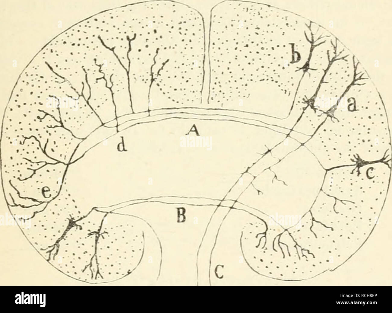 . Elements of human physiology. Physiology. THE BRAIN 655 layer. Below ...