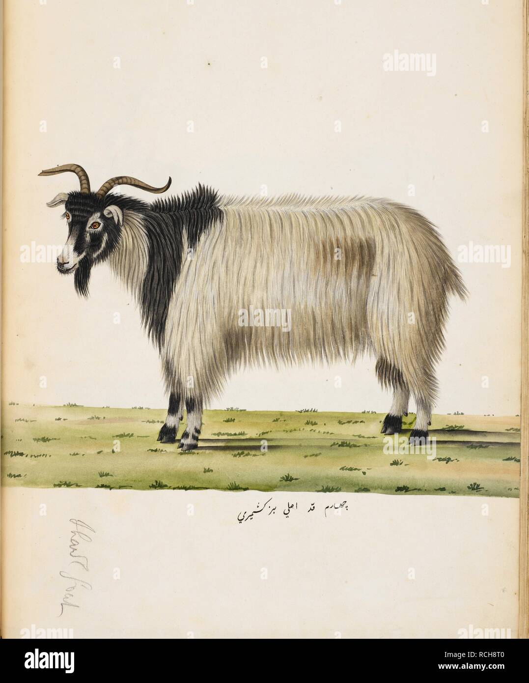 Changthangi hi-res stock photography and images - Alamy