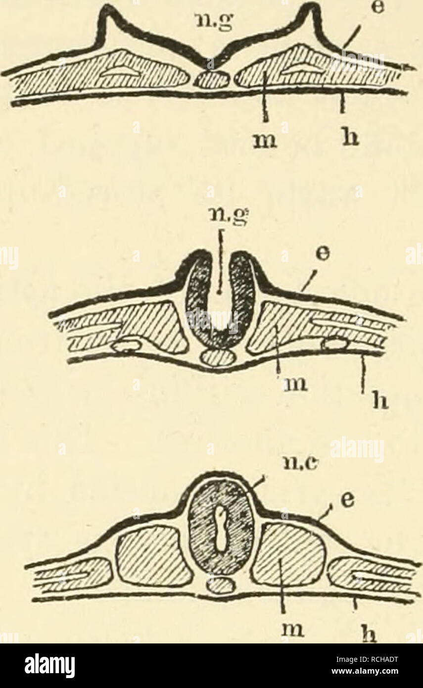 Showing Formation Of The Neural Tube High Resolution Stock Photography ...