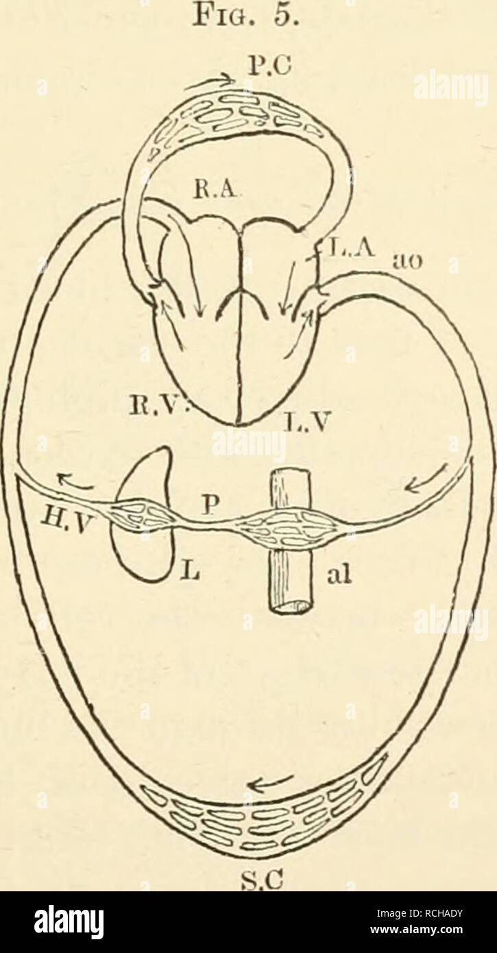 . Elements of human physiology. Physiology. Diagram of capillaries in ...