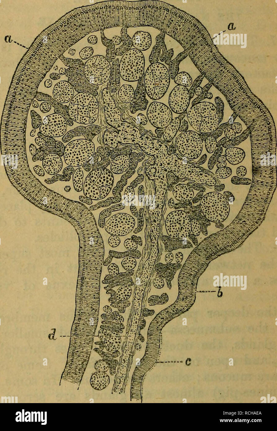 . Elements of histology. Histology. 334 Elements of Histology. [Chap ...