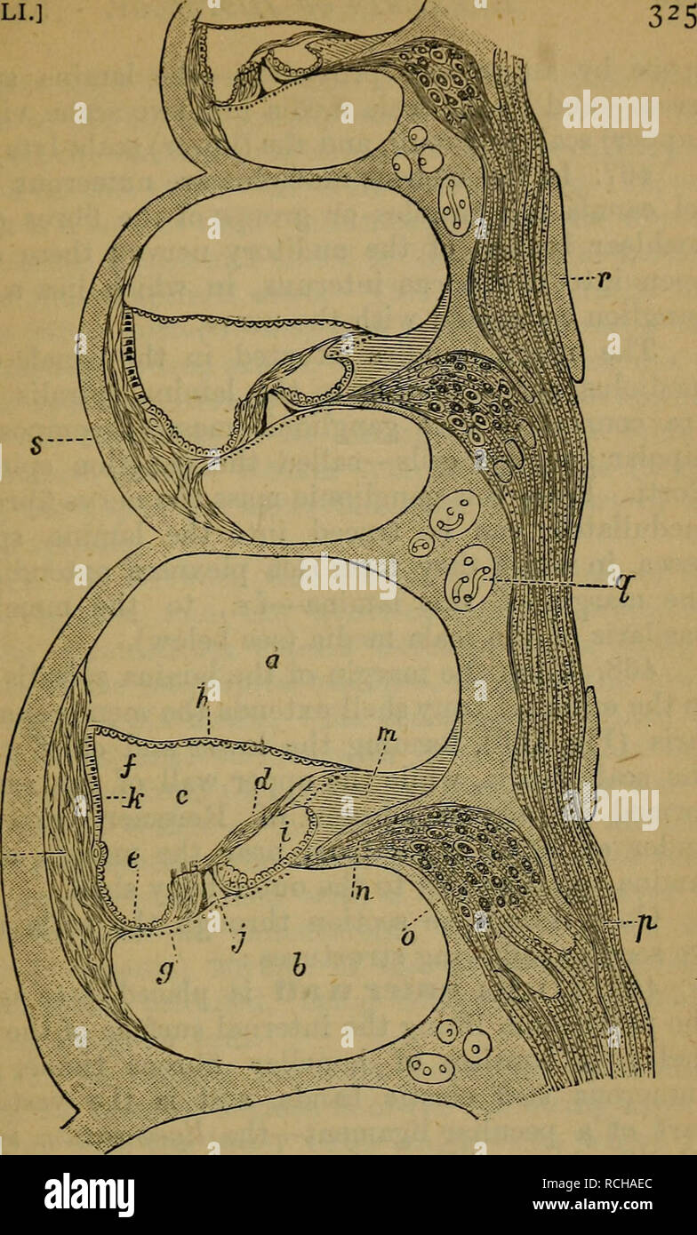 . Elements of histology. Histology. Chap. XLL]. Fig. 163.—From a ...