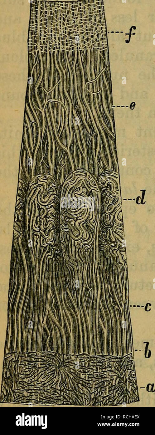 . Elements of histology. Histology. 302 Elements of Histology. [Chap ...