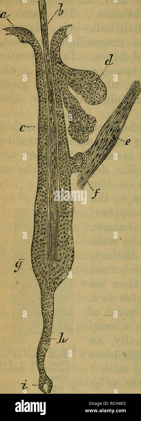 . Elements of histology. Histology. 284 Elements of Histology. [Chap ...