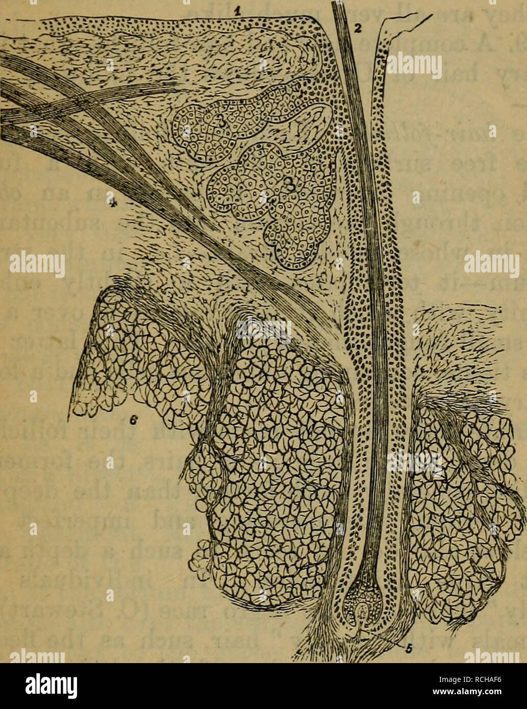 Arrector Pili Muscle Histology