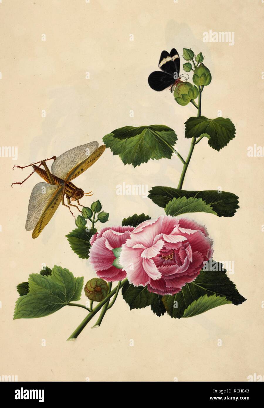 The butterfly and grasshopper hi-res stock photography and images - Alamy