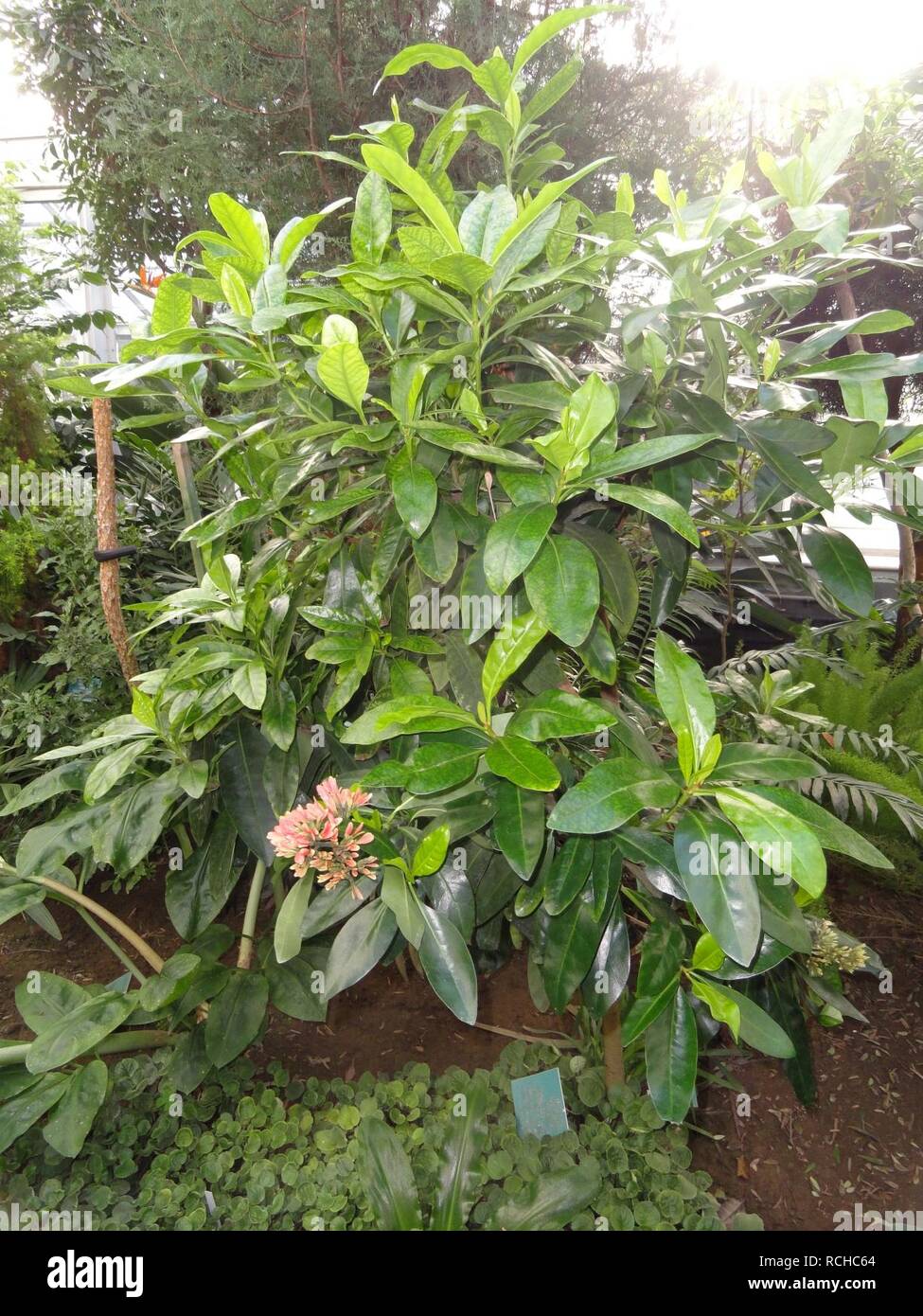 Alberta magna - Lyman Plant House, Smith College Stock Photo - Alamy